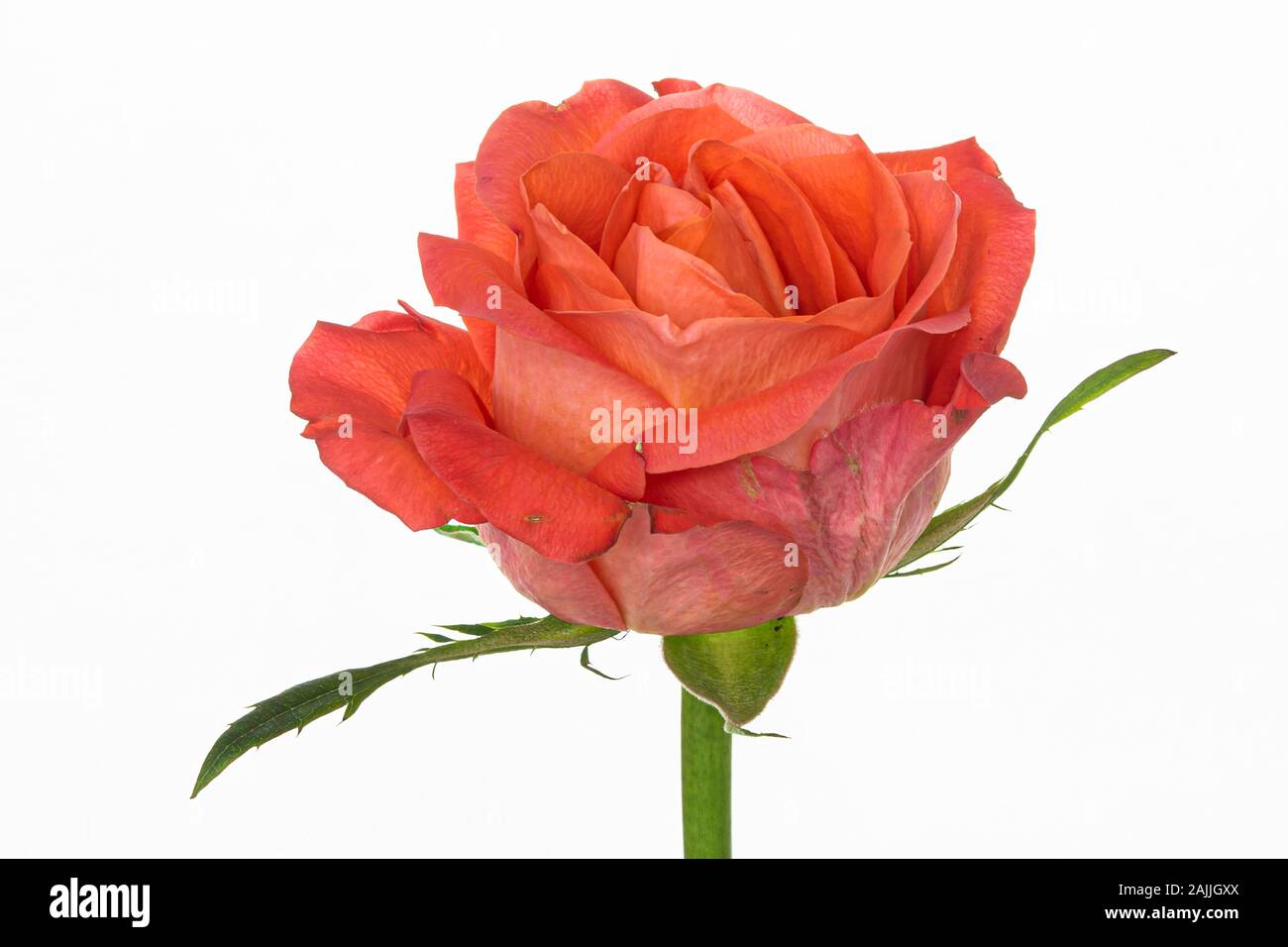 coral coloured rose isolated on white background Stock Photo - Alamy