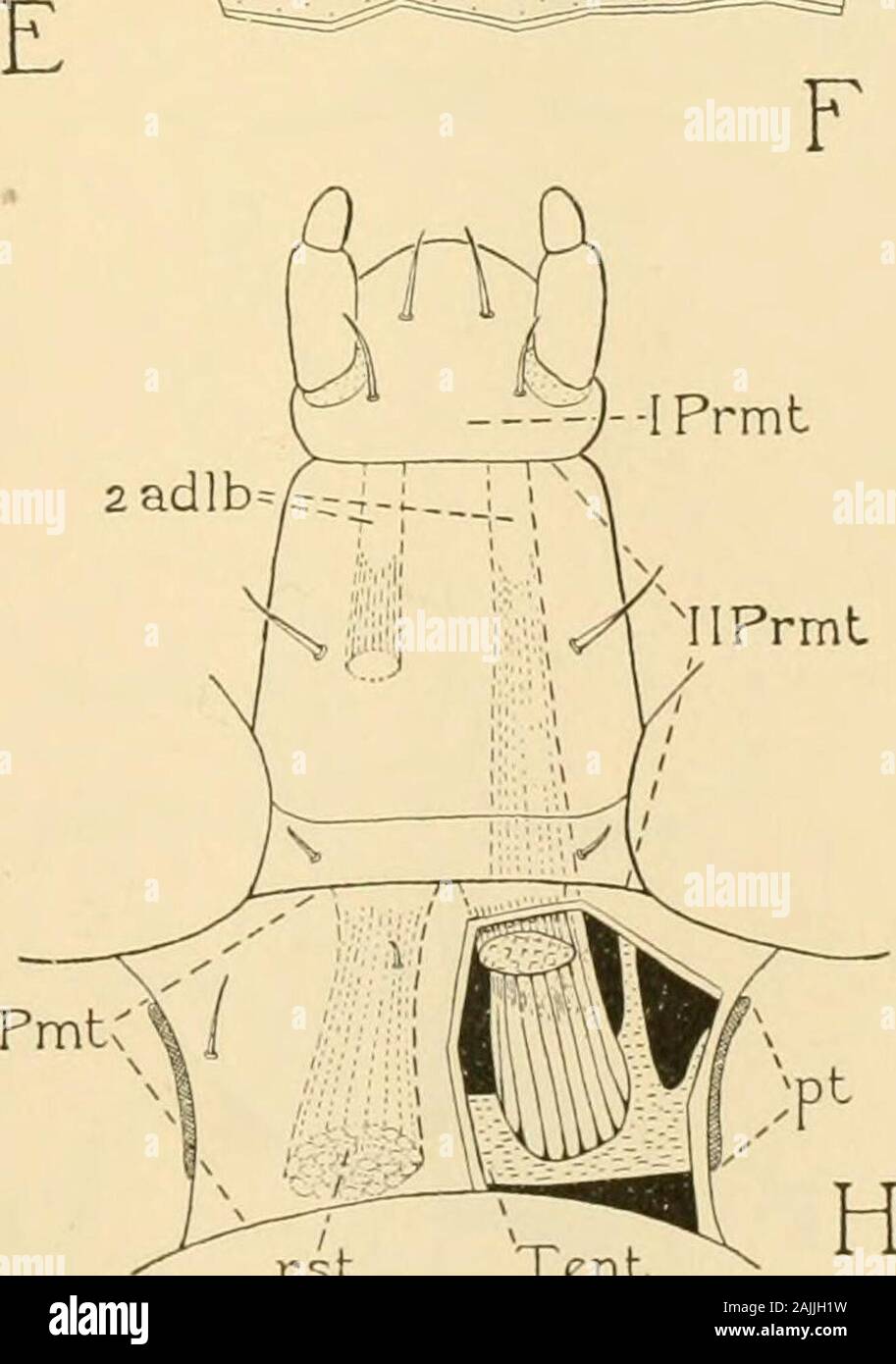 Labium hi-res stock photography and images - Alamy
