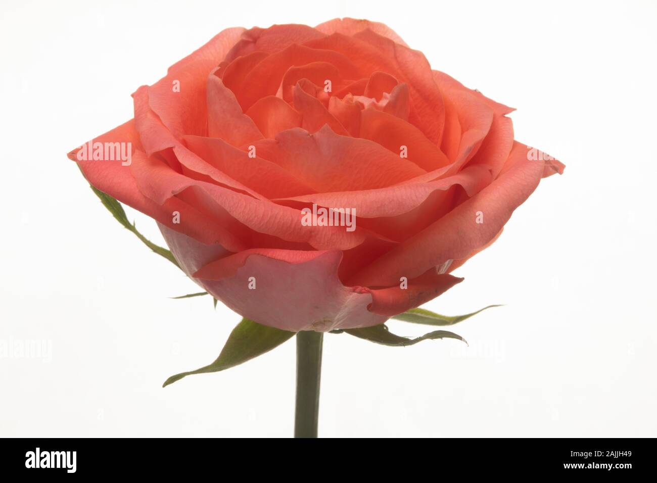 coral coloured rose isolated on white background Stock Photo - Alamy