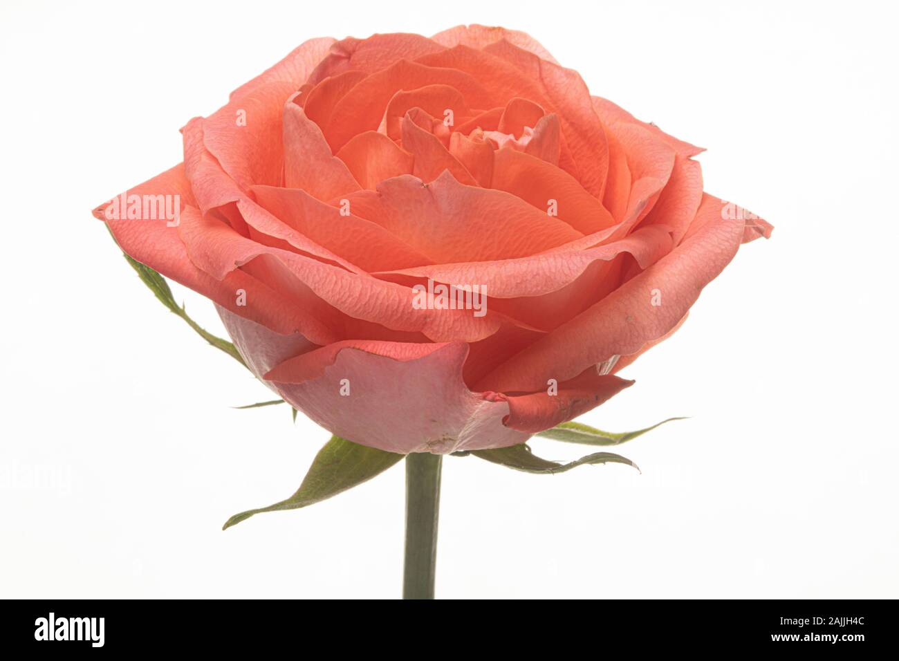 coral coloured rose isolated on white background Stock Photo - Alamy