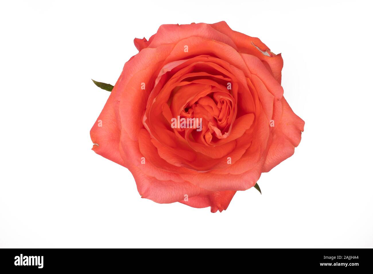 coral coloured rose isolated on white background Stock Photo - Alamy