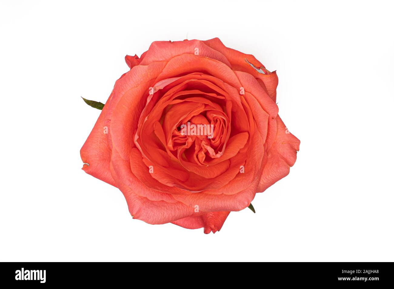 coral coloured rose isolated on white background Stock Photo - Alamy