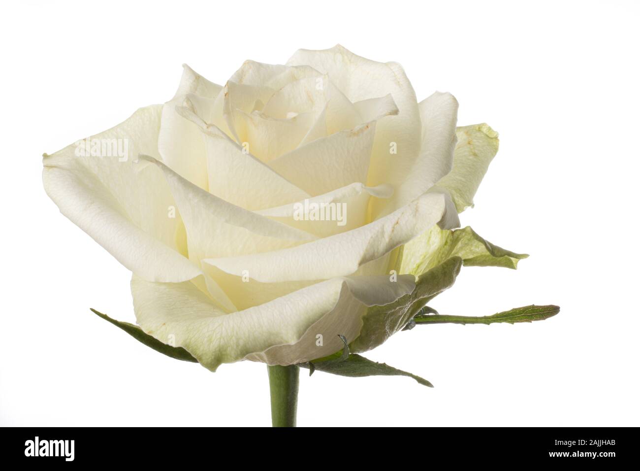 pure white rose isolated on white background Stock Photo - Alamy