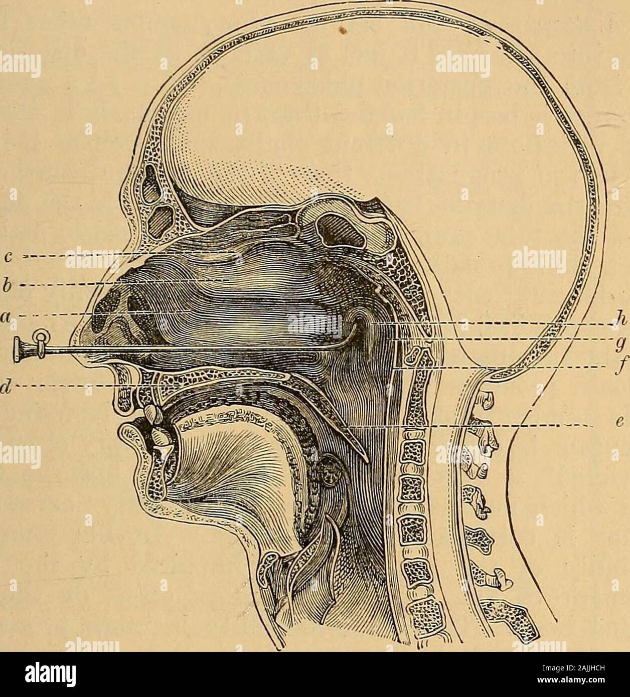 A text-book of the diseases of the ear for students and practitioners ...