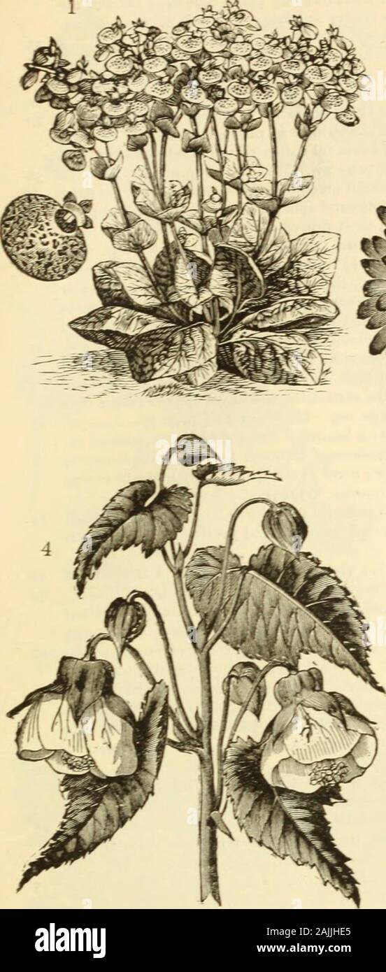 Lora japonica hi-res stock photography and images - Alamy