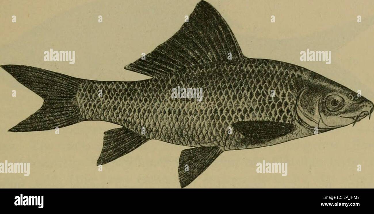 Pharyngeal teeth hi-res stock photography and images - Alamy