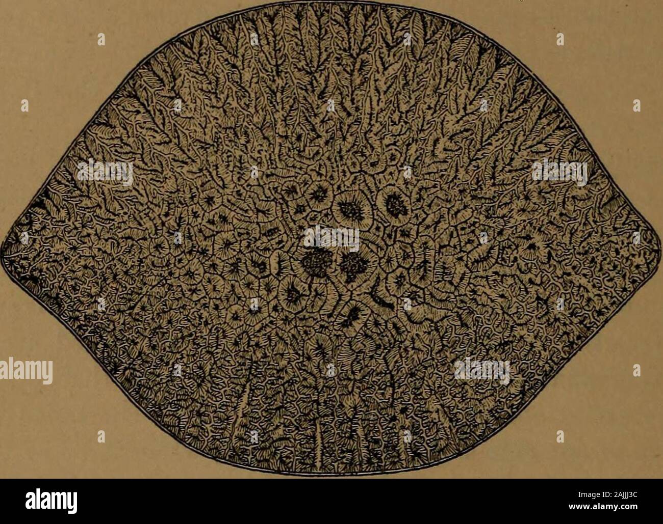 Fused body hi-res stock photography and images - Alamy