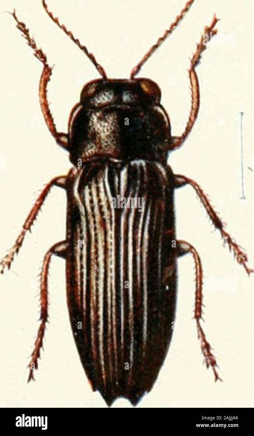 Indian forest insects of economic importance Coleoptera Stock Photo - Alamy