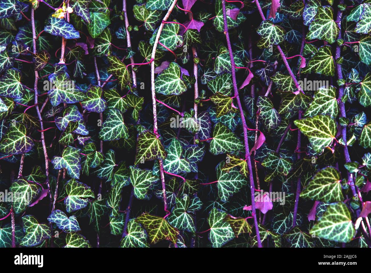 Colorful vines. Texture or background Stock Photo - Alamy