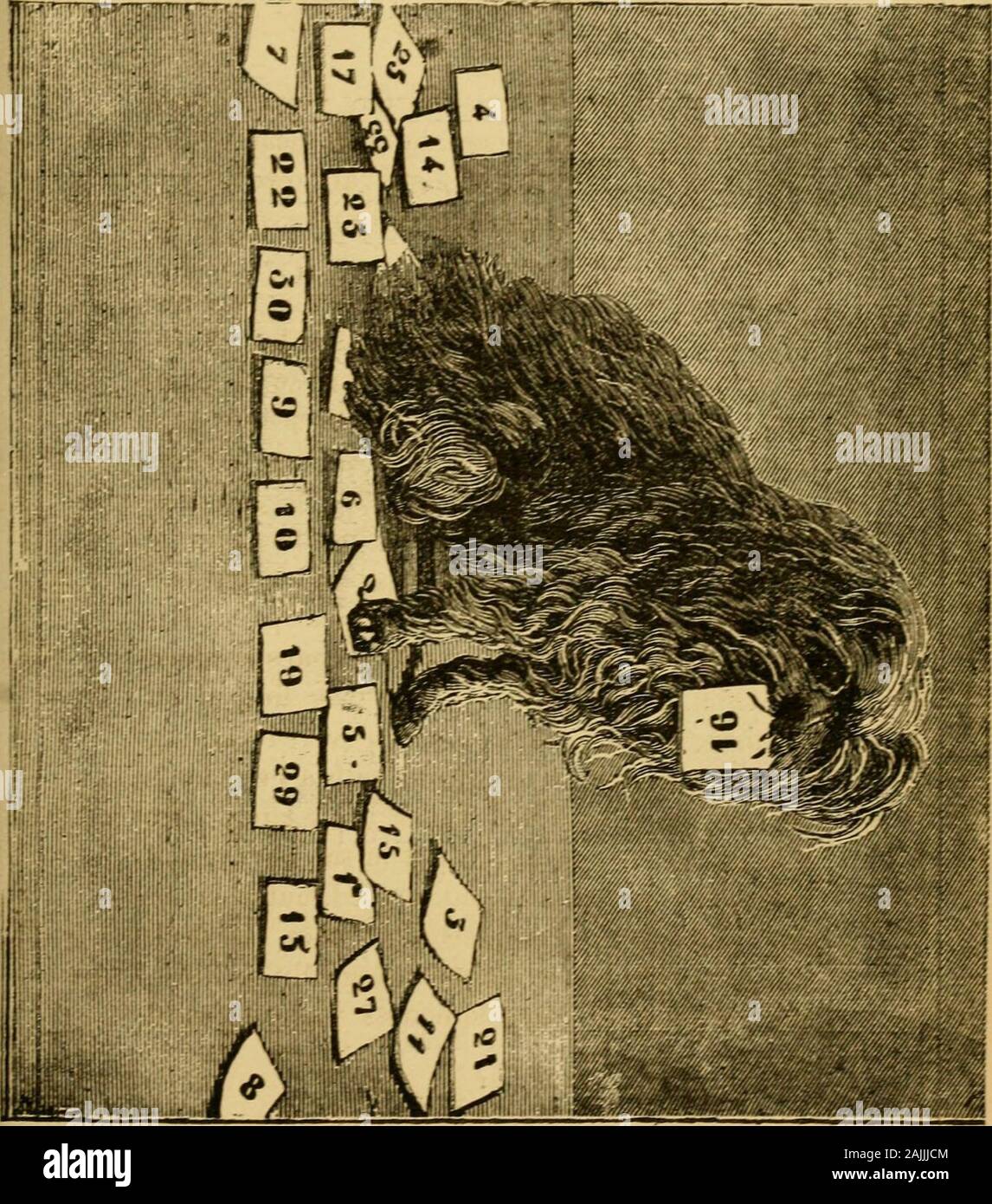 Ting dog hi-res stock photography and images - Alamy