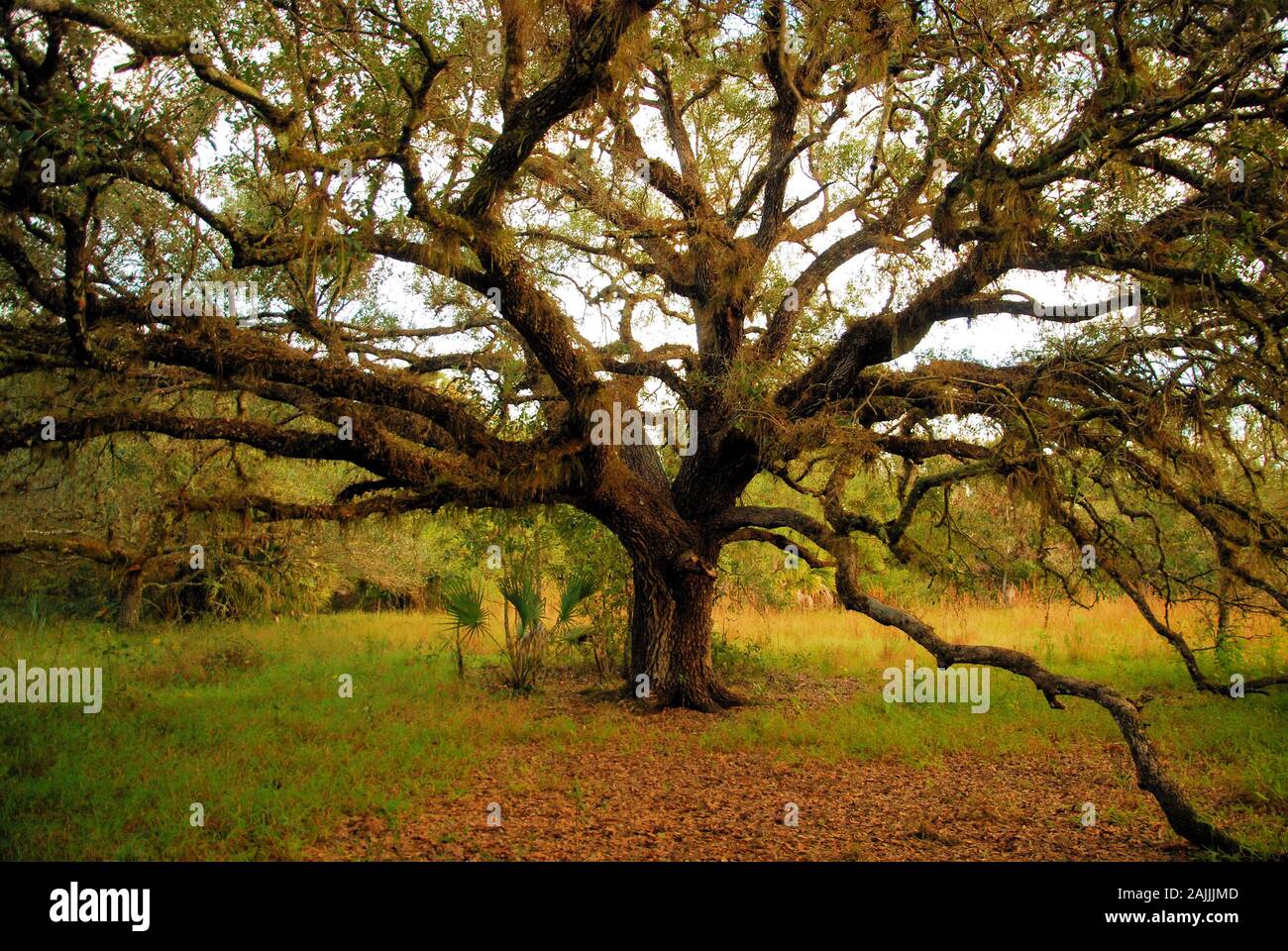 Ancient live oak tree and south central landscape of southern Florida ...