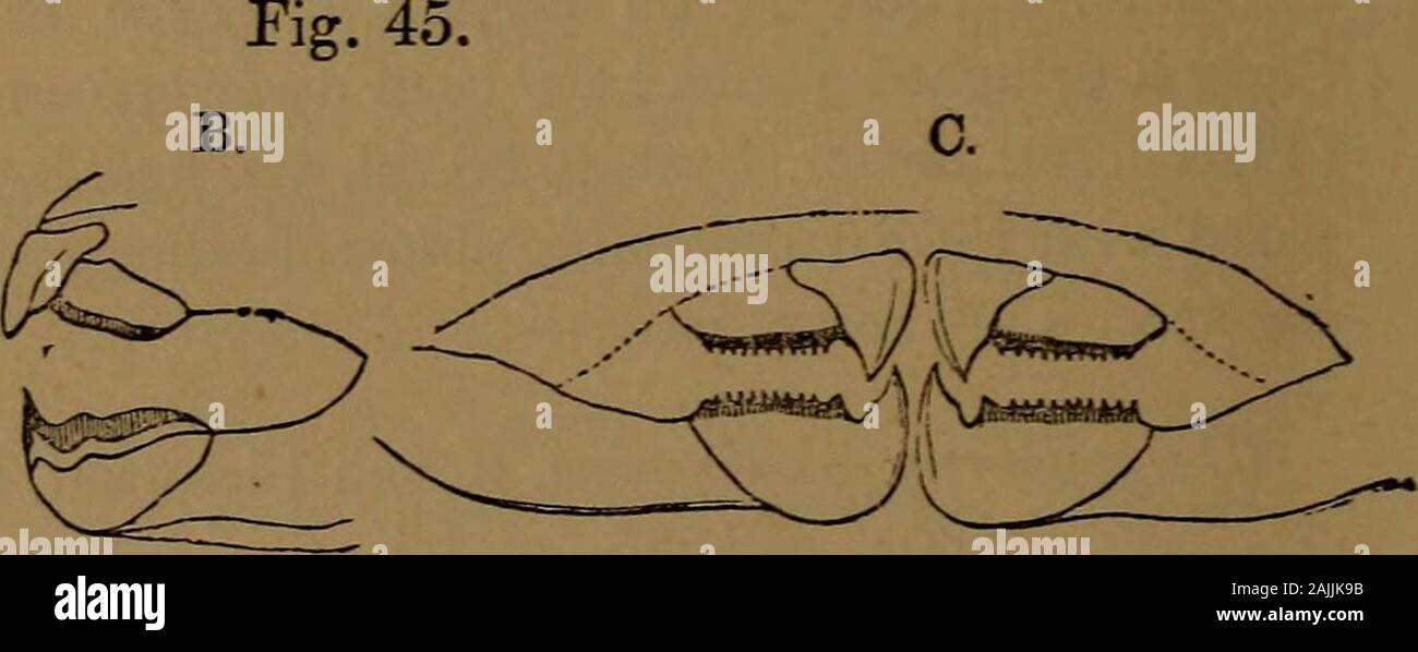 Dinichthys hi-res stock photography and images - Alamy