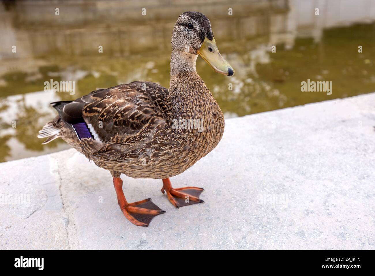 Duck at Schonbrunn Palace. The former imperial summer residence is a ...