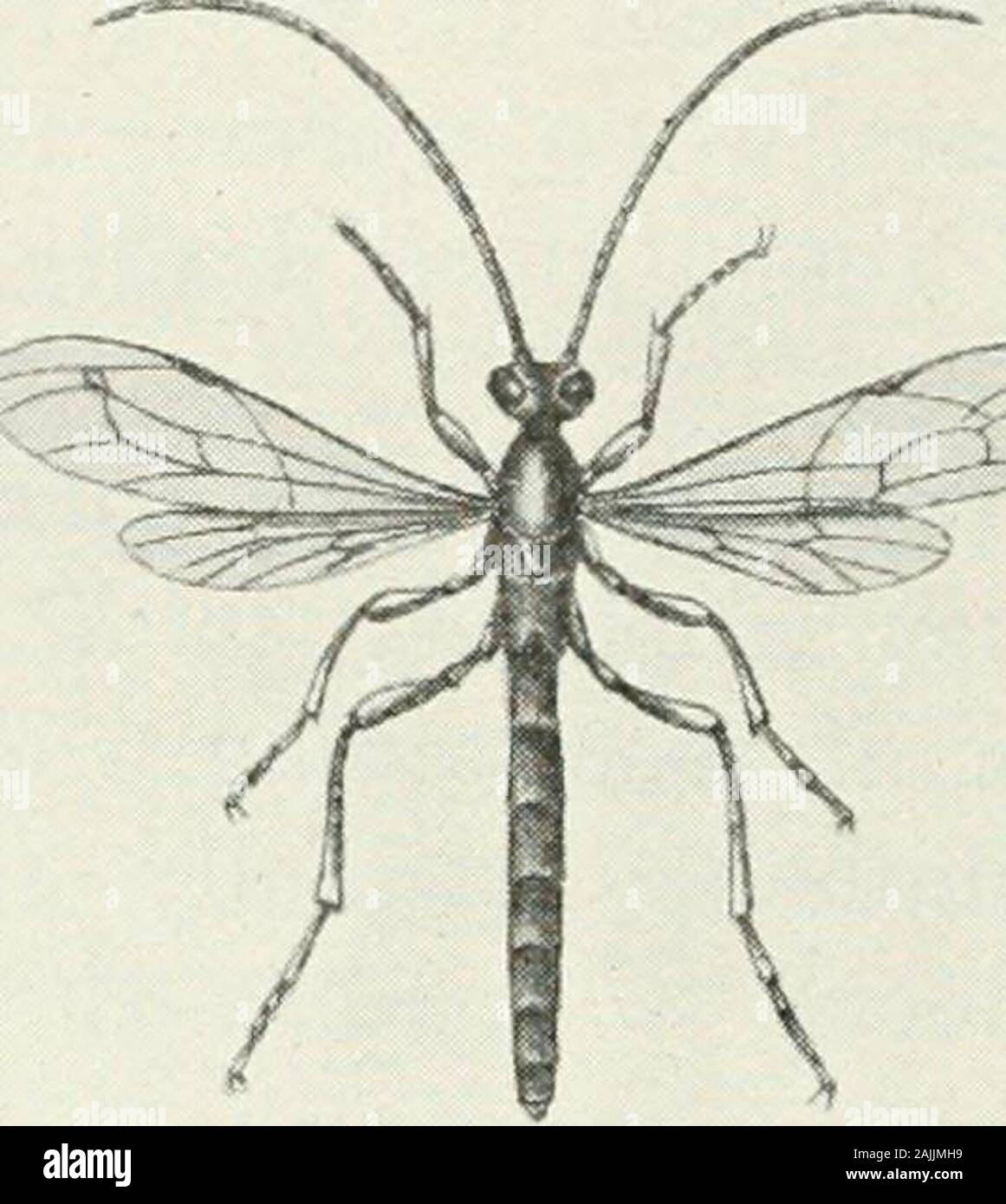 Indian forest insects of economic importance Coleoptera Stock Photo - Alamy