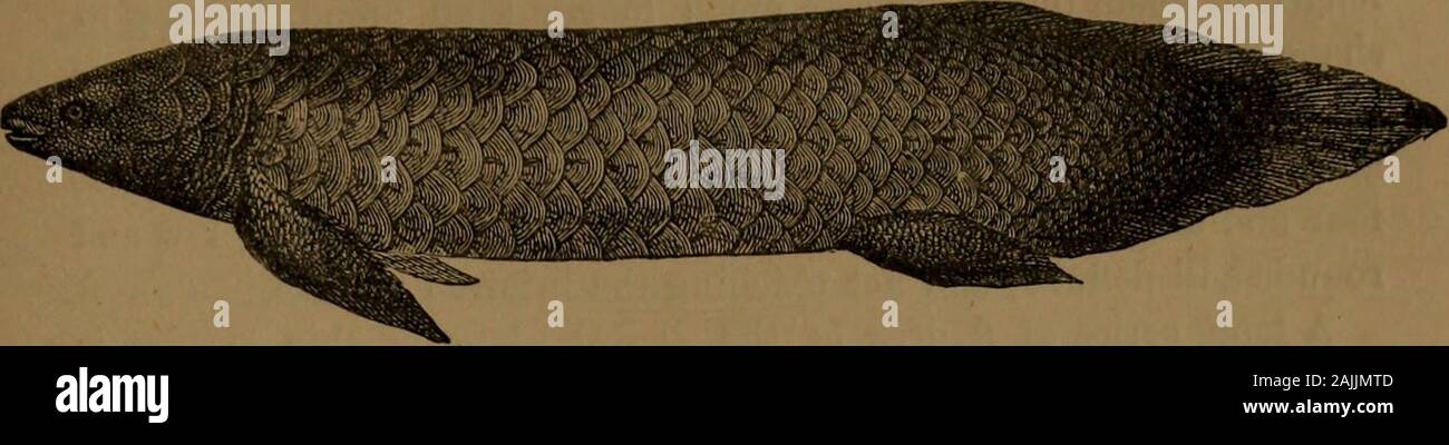 Catalogue of the fossil fishes in the British Museum (Natural History ...