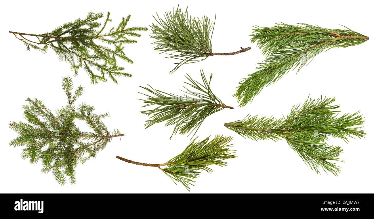 Set of various twigs of pine tree and fir-tree isolated on white ...