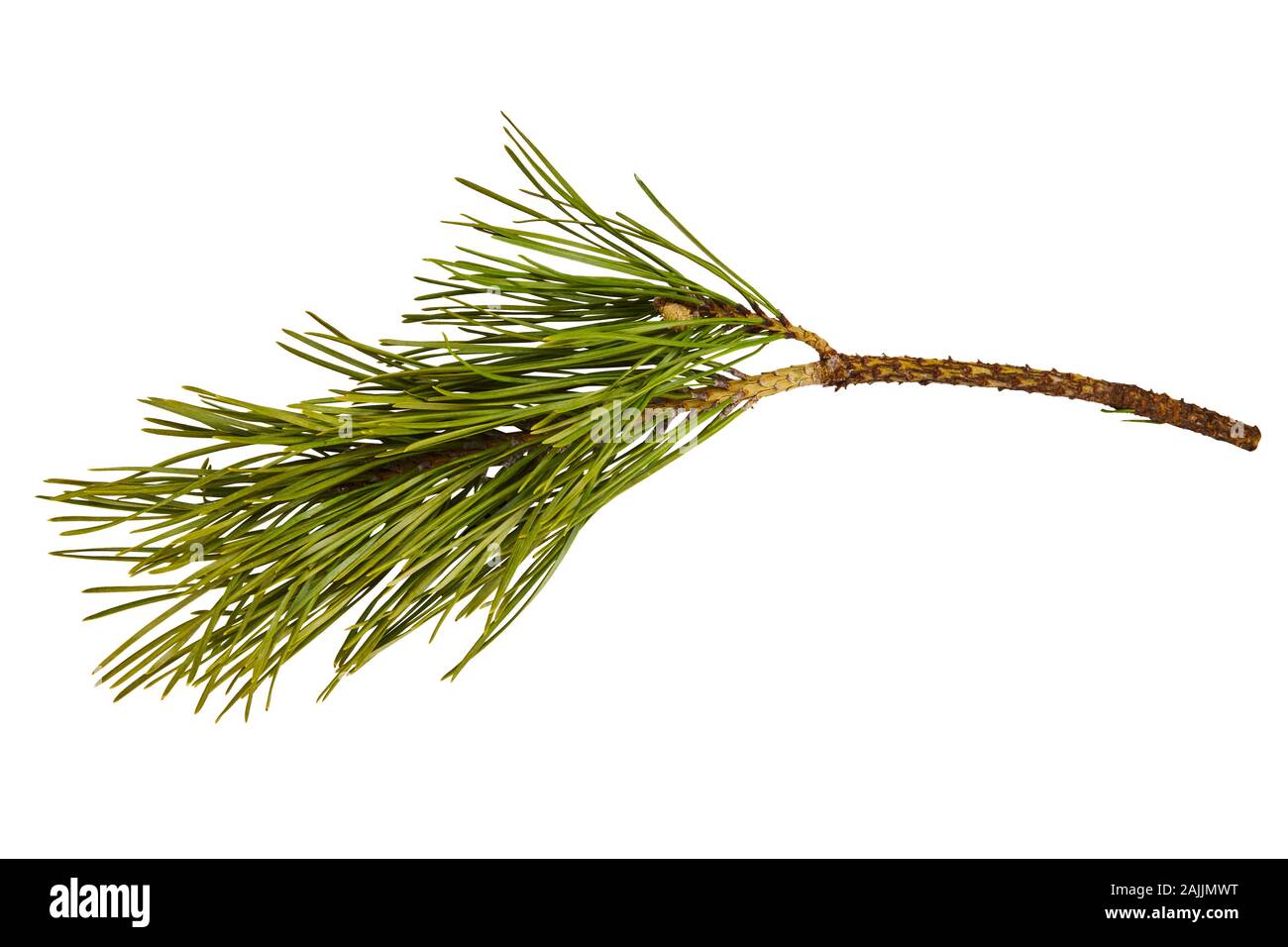 Twig of pine tree isolated on white background Stock Photo - Alamy