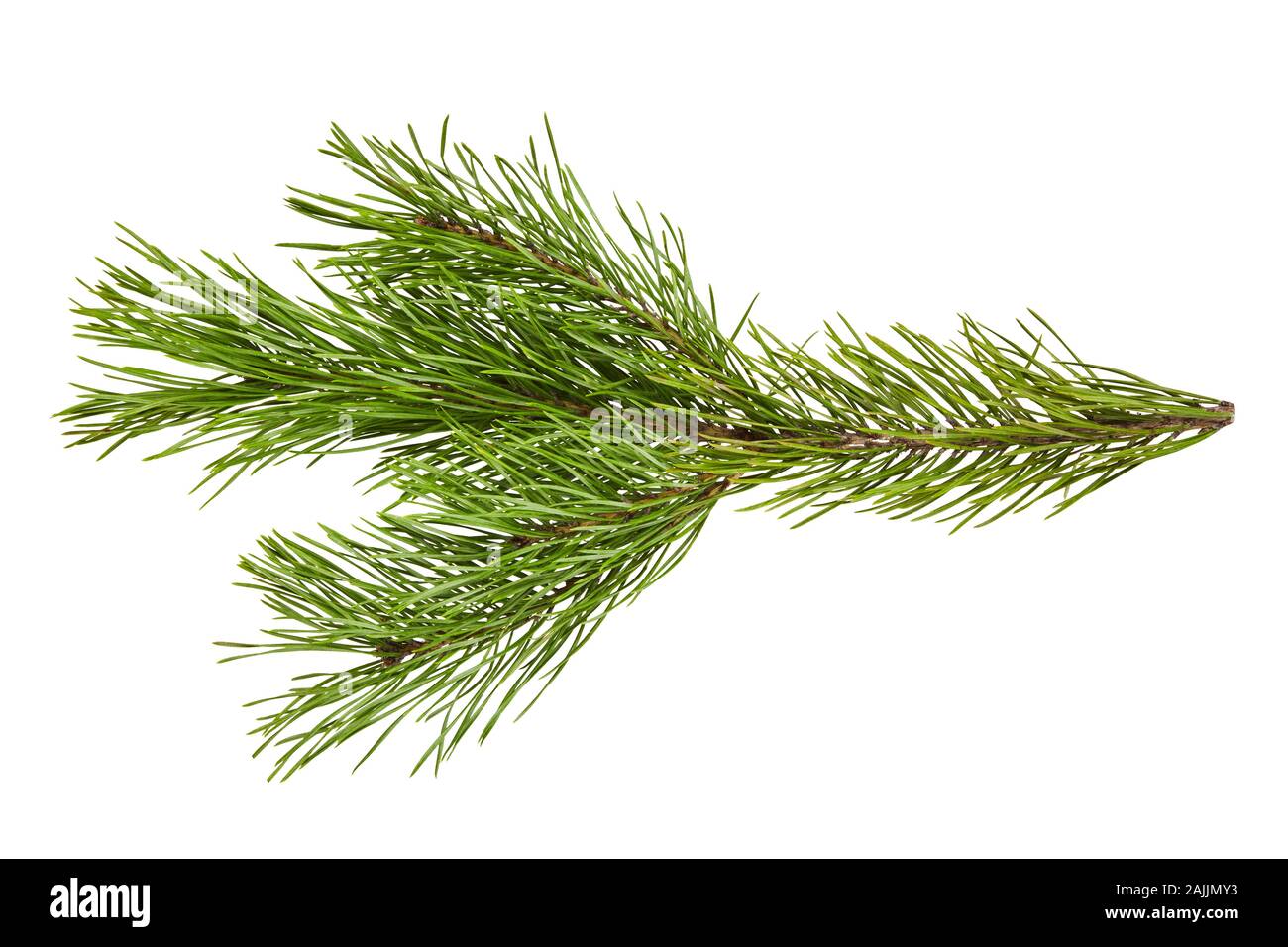 Twig of pine tree isolated on white background Stock Photo - Alamy