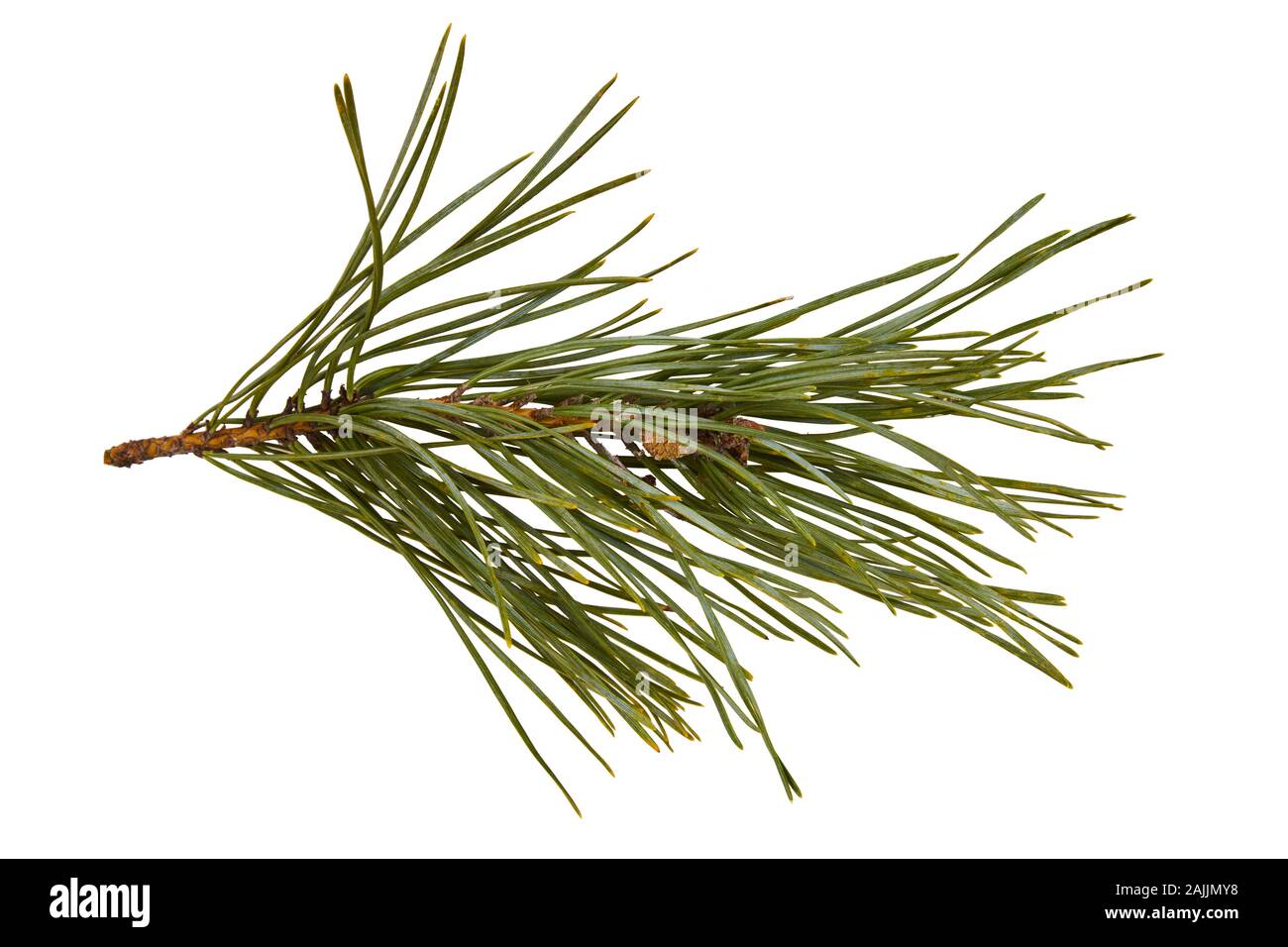 Twig of pine tree isolated on white background Stock Photo - Alamy