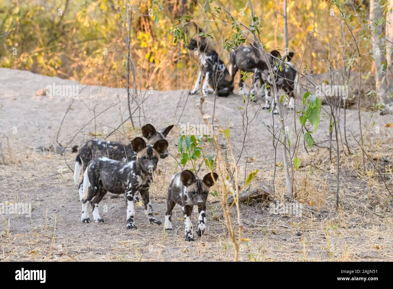 African wild dog puppies at their den, Lycaon pictus, Bushman Plains ...