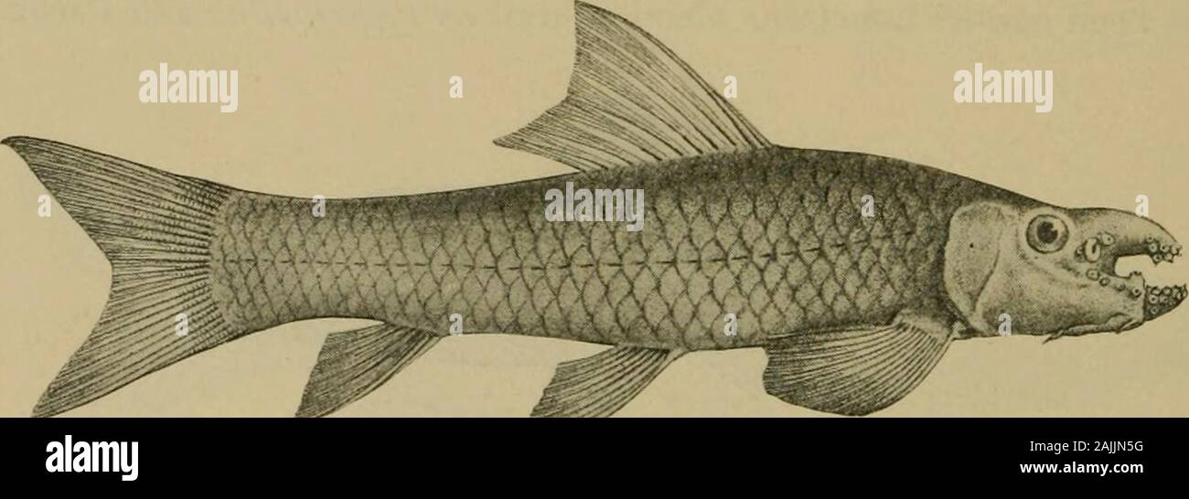 Smithsonian miscellaneous collections . Fig. 81.—Discognathus lamia ...