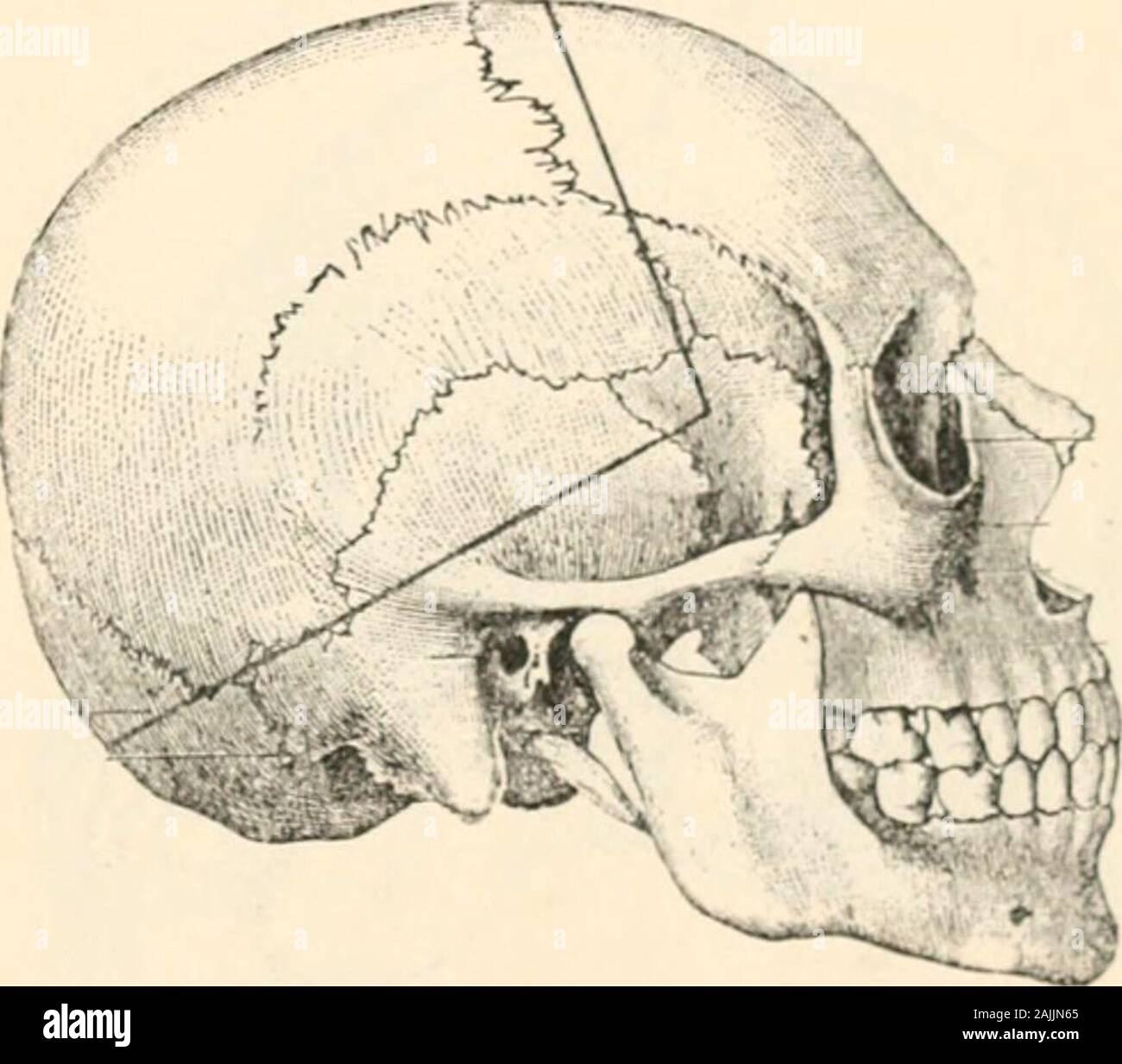Manual of pathology : including bacteriology, the technic of ...