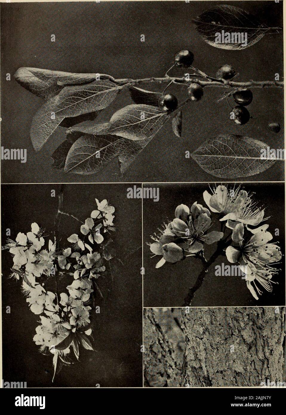 Peas pod tree hi-res stock photography and images - Alamy