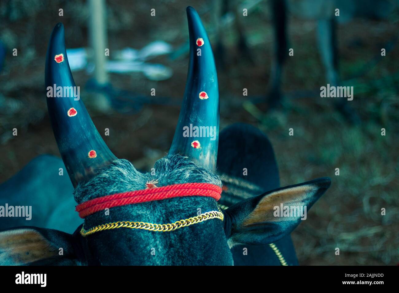 Pongal cow hi-res stock photography and images - Alamy