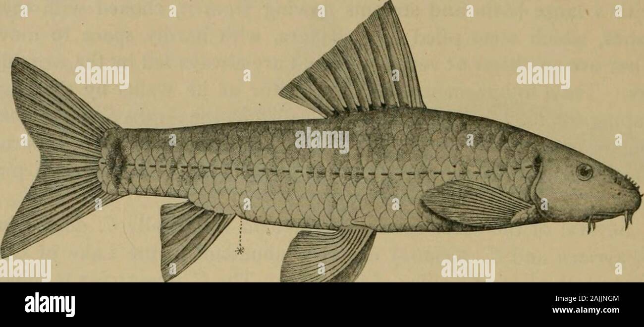 Pharyngeal teeth hi-res stock photography and images - Alamy