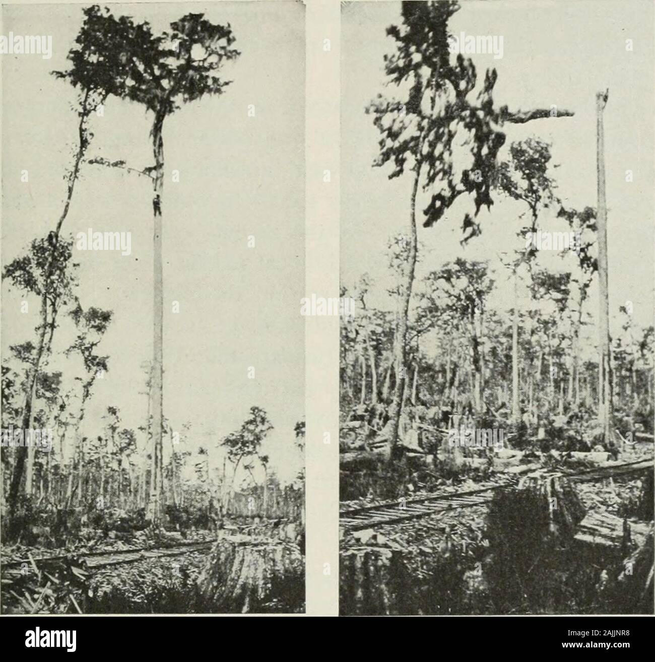 Cable Skidder Drawing
