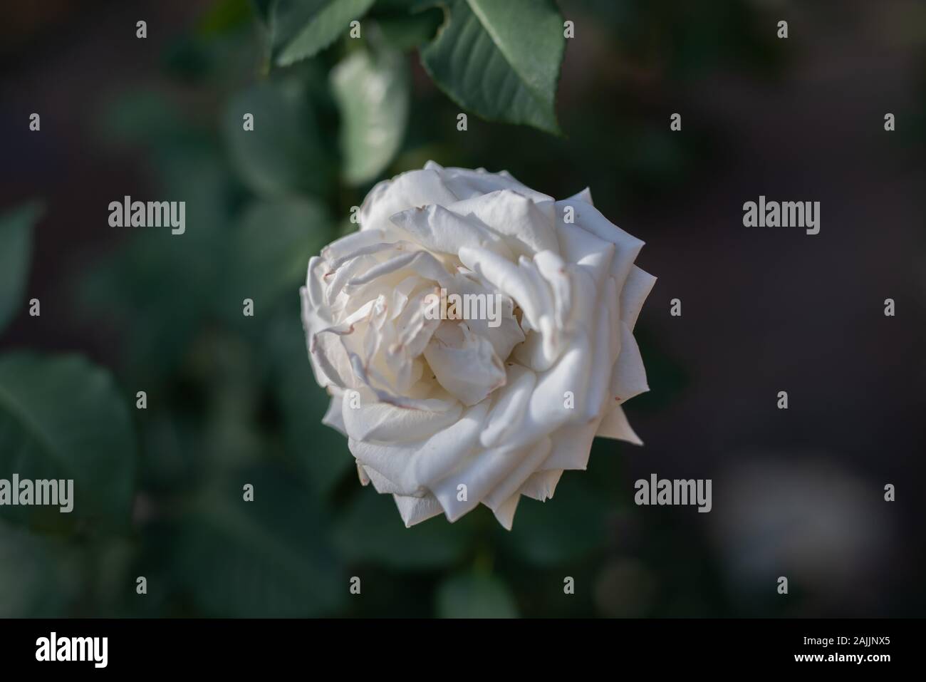 Rose wood tree hi-res stock photography and images - Alamy