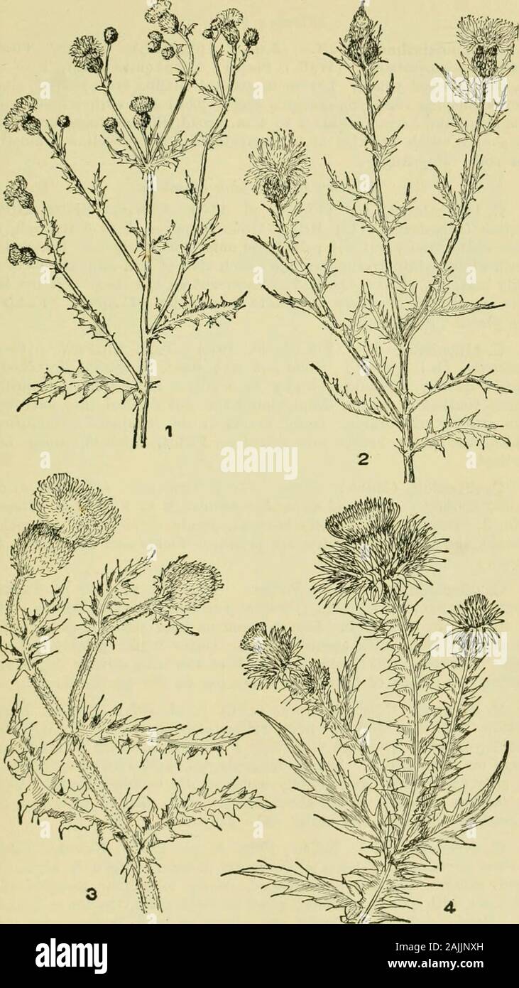 Involucre bract hi-res stock photography and images - Alamy