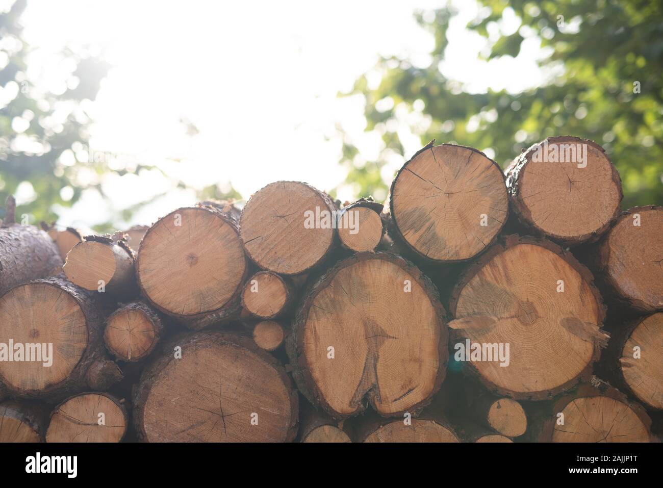 Trees cut and piled up in the forest Stock Photo - Alamy