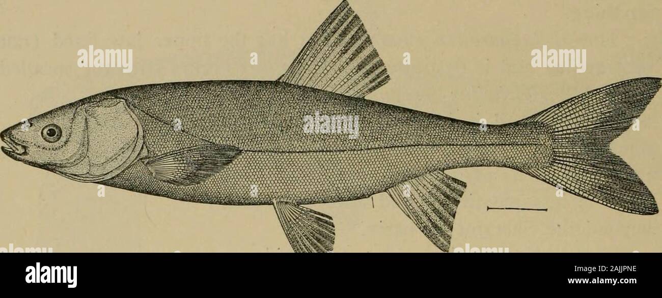 Pharyngeal teeth hi-res stock photography and images - Alamy