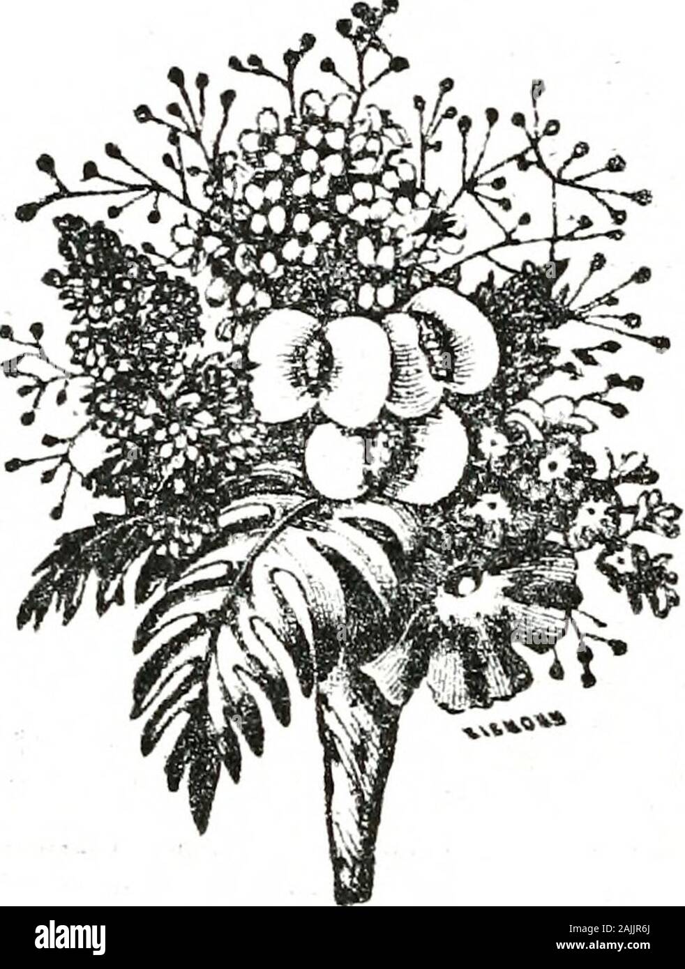 William fillmore hi-res stock photography and images - Alamy