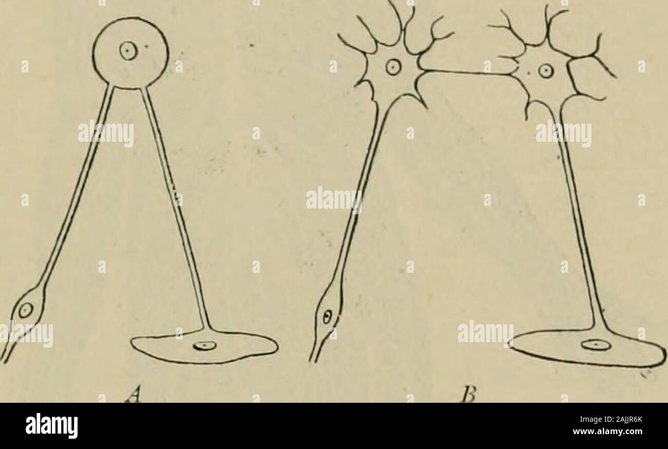 General physiology; an outline of the science of life . reflex arc,the ...