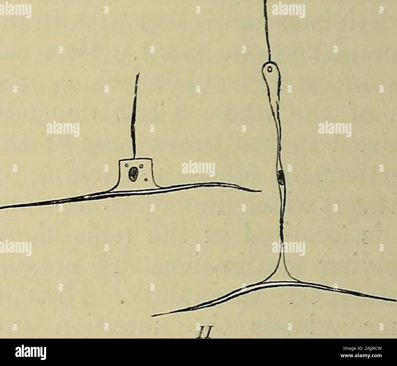 General physiology; an outline of the science of life . Fig. 279 ...