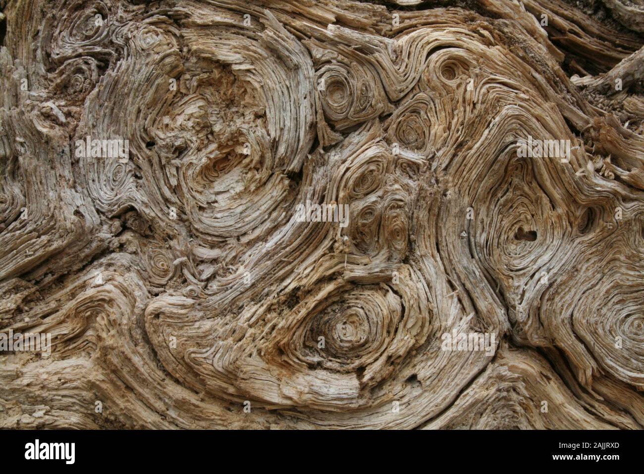 Pattern of knots in wood swirls, circles and folds Stock Photo - Alamy