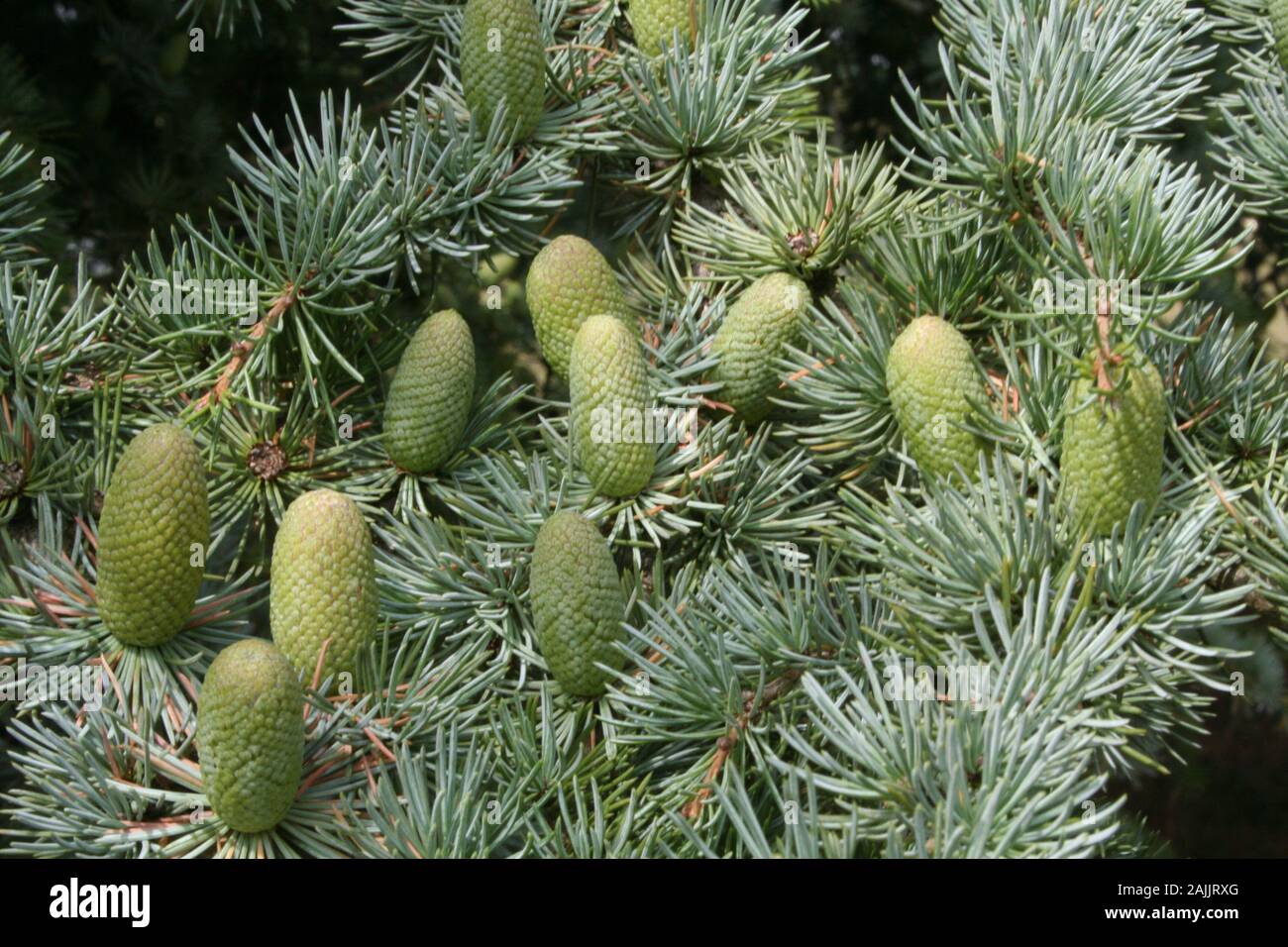 Developing Green Pine cones in branches of tree Stock Photo - Alamy