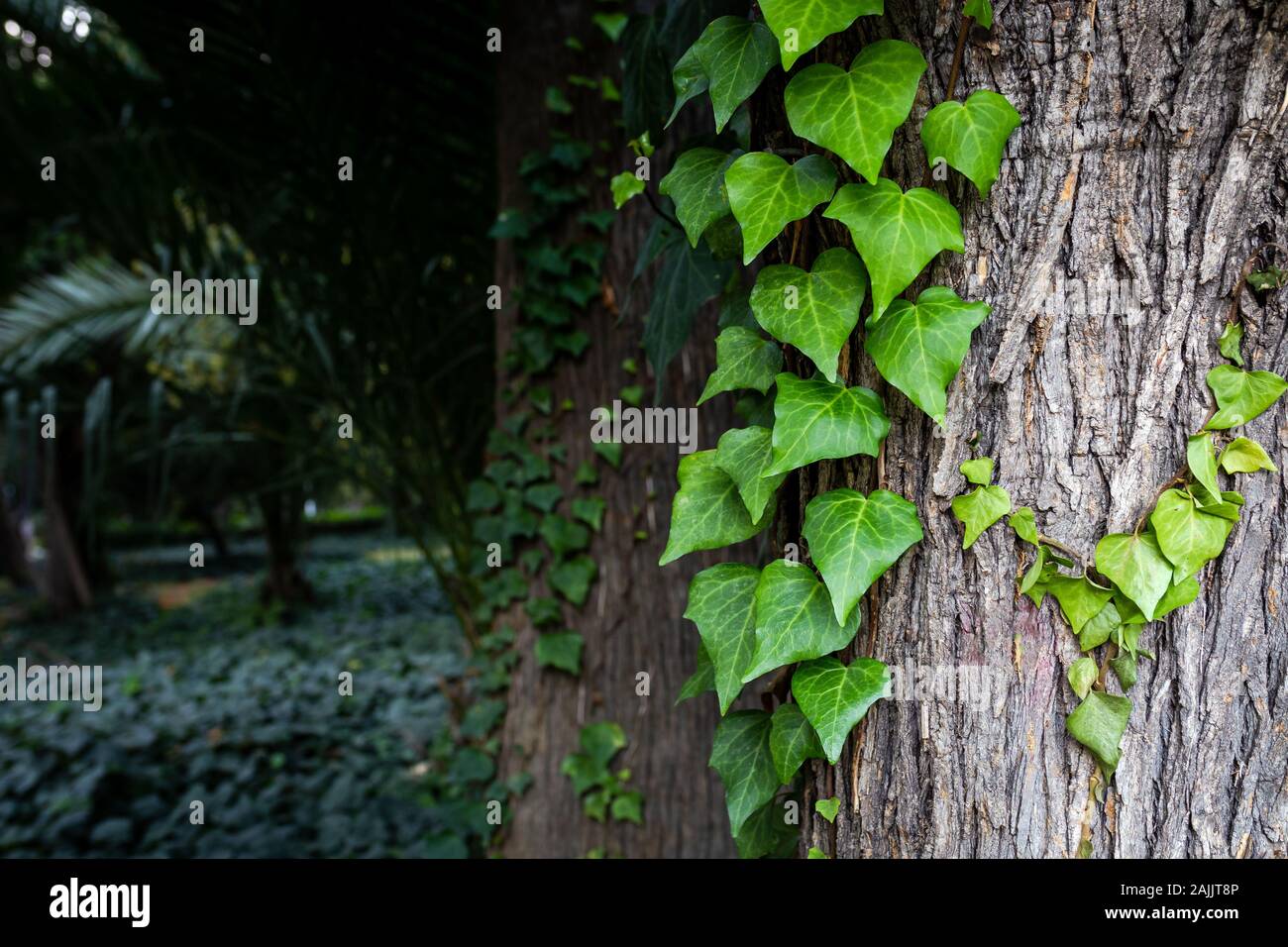 Vine wrapped around tree hi-res stock photography and images - Alamy