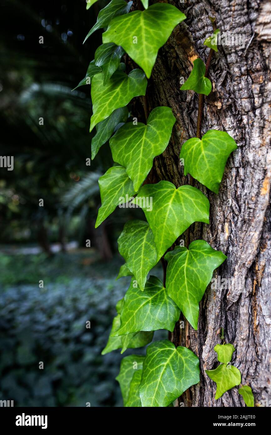 Vine wrapped around tree hi-res stock photography and images - Alamy