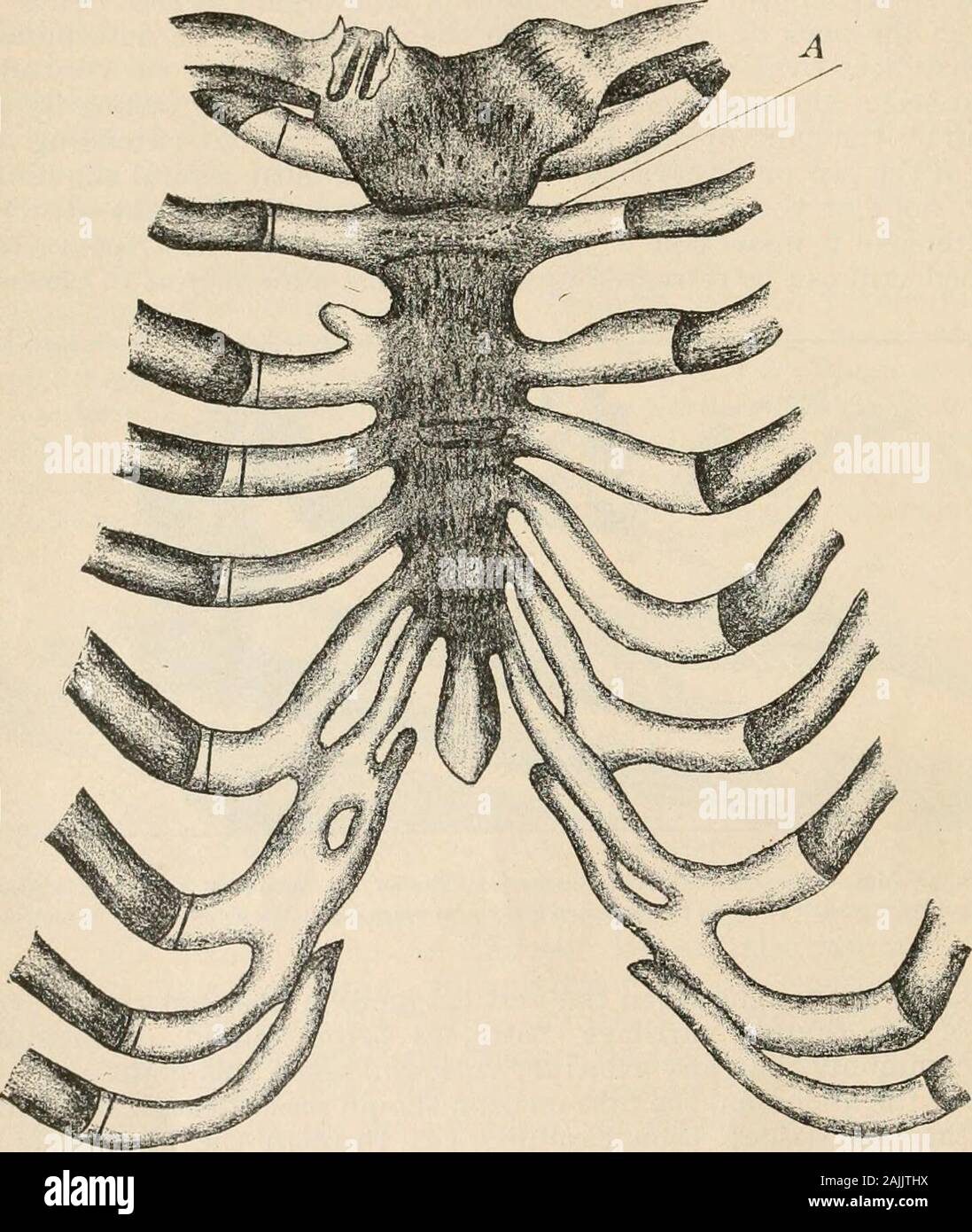 Manual of pathology : including bacteriology, the technic of ...