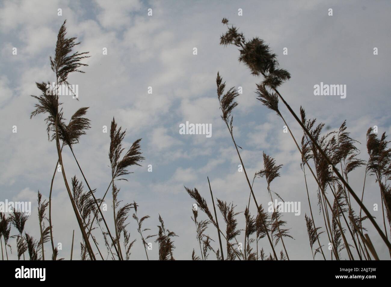 Grass heads blowing in the wind with cloudy sky in background Stock ...