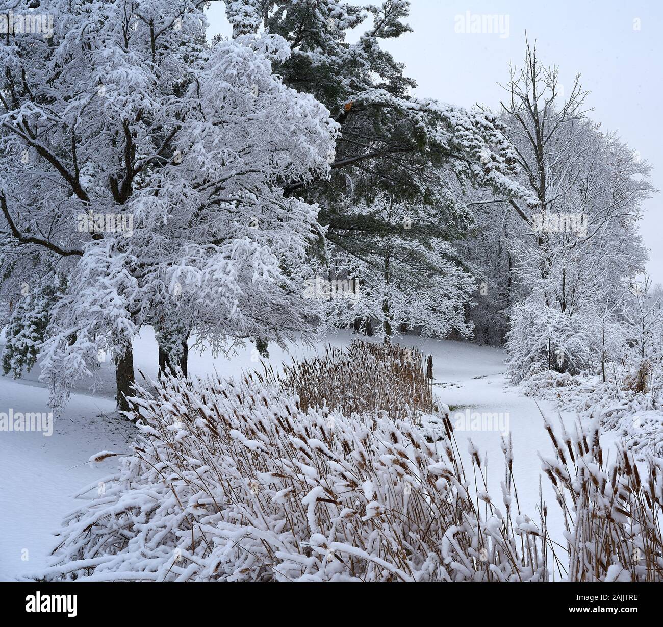 Snowy winter wonderland with trees laden with fresh snow in the ...