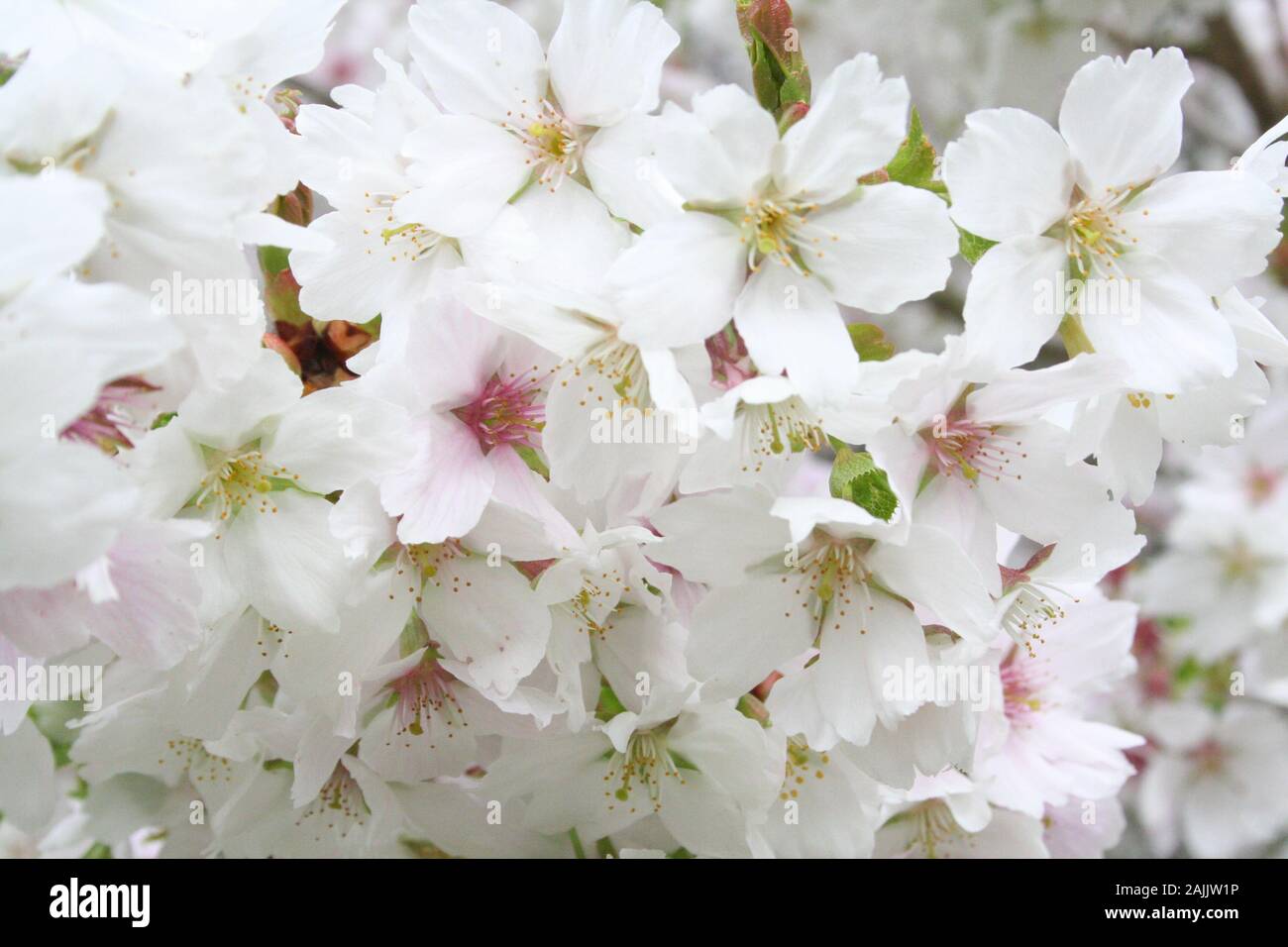 Open centres hi-res stock photography and images - Alamy