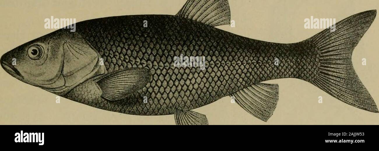 Pharyngeal teeth hi-res stock photography and images - Alamy