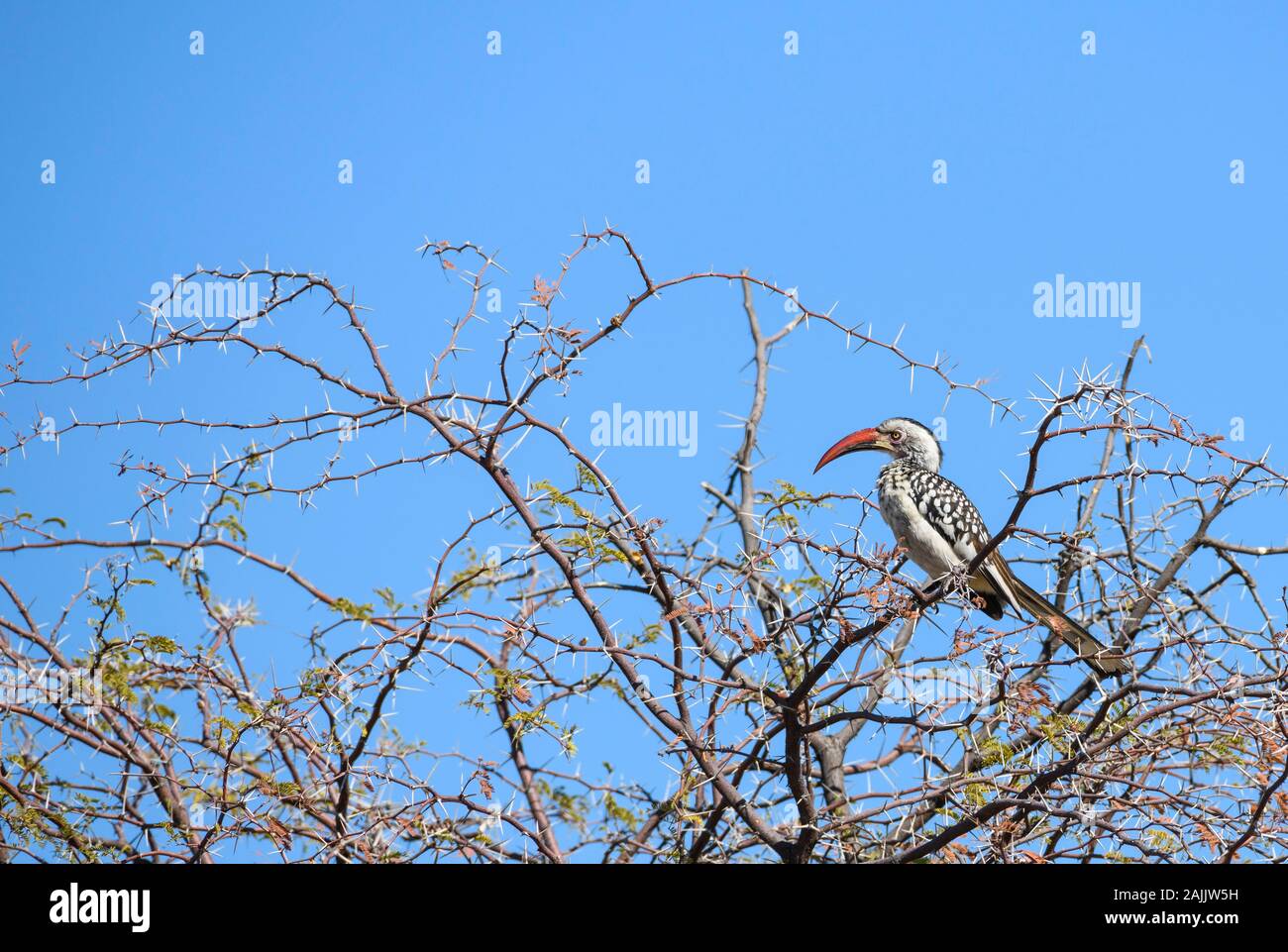 Southern Red-billed Hornbill, Tockus rufirostris, Makgadikgadi Pans ...