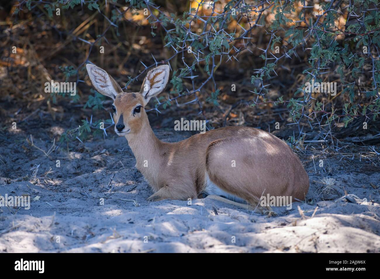 Duiker botswana hi-res stock photography and images - Alamy