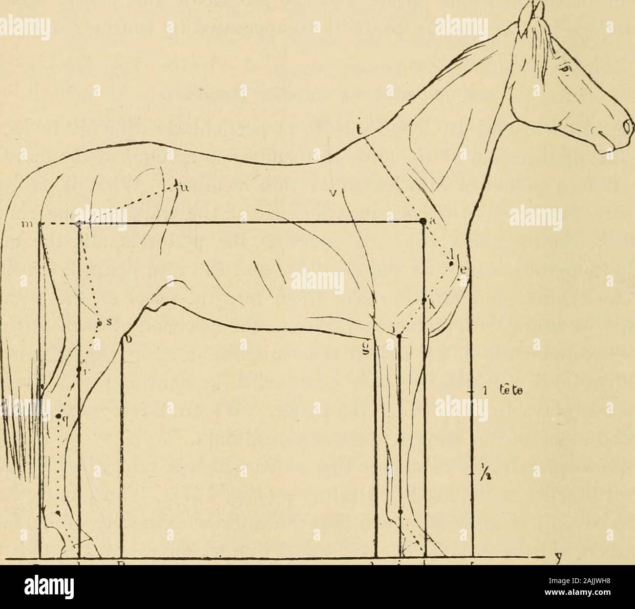 Haunch of horse hi-res stock photography and images - Alamy