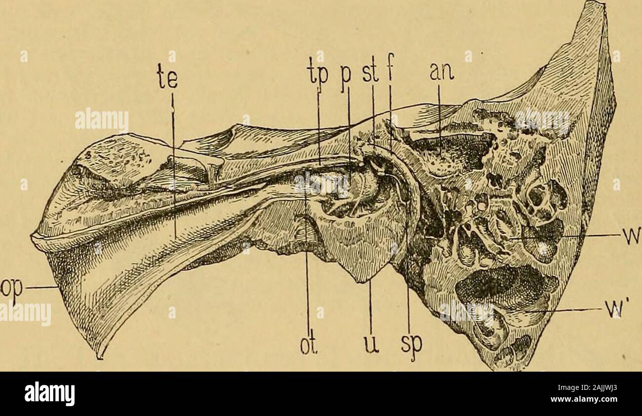 A text-book of the diseases of the ear for students and practitioners ...